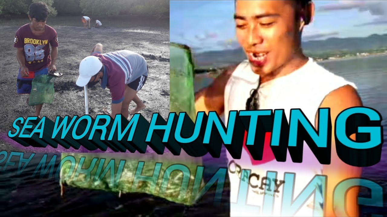 Hunting Sasing( sea worm) - YouTube