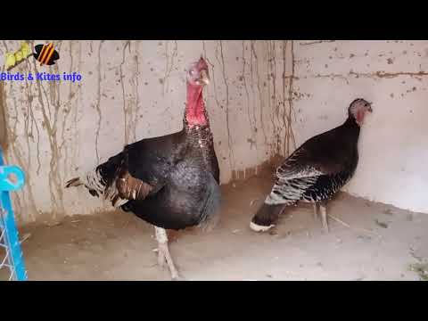 turkey birds information in hindi and urdu || turki farm in pakistan ...