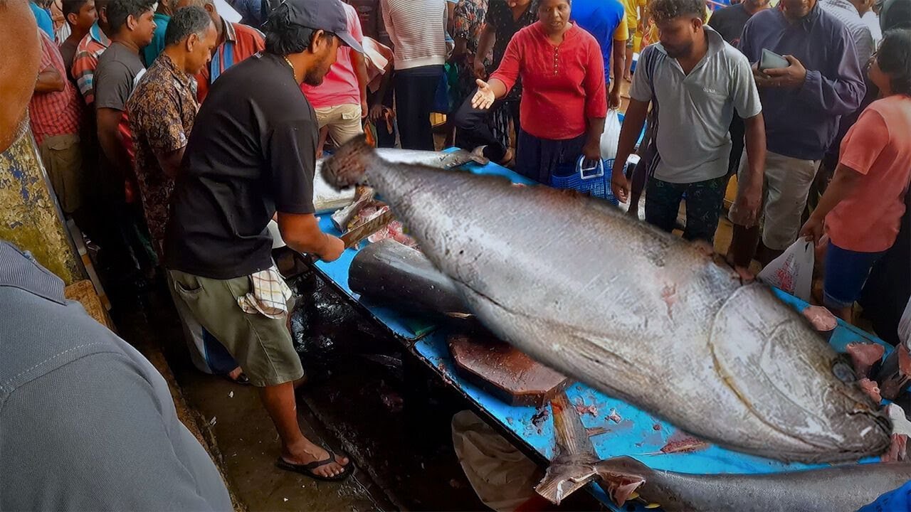 WOW!! ATTRACTIVE FISH MARKET BERUWALA \ HUGE TUNA FISH CUTTING - YouTube