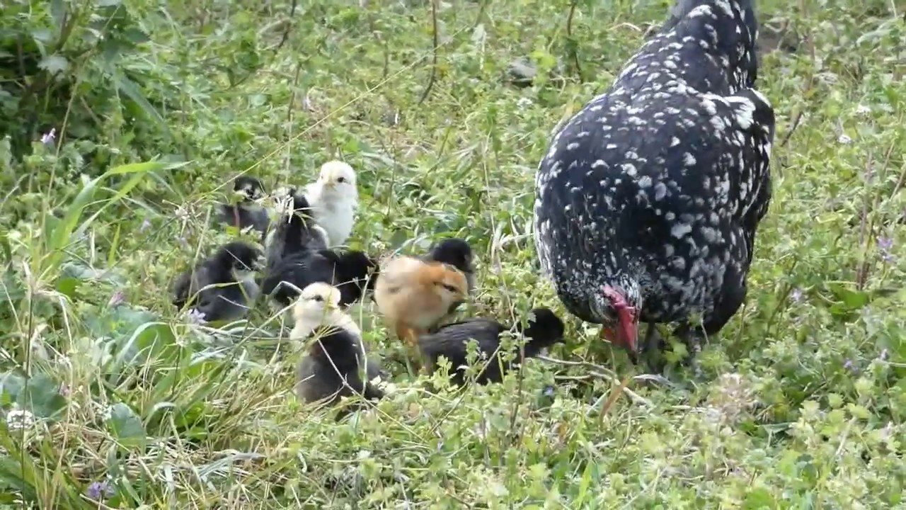 Mis nuevos pollitos - YouTube