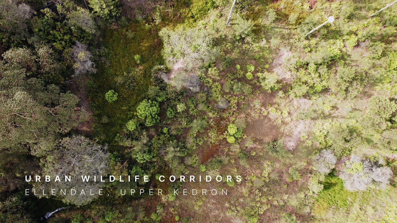 Urban Wildlife Corridors - YouTube