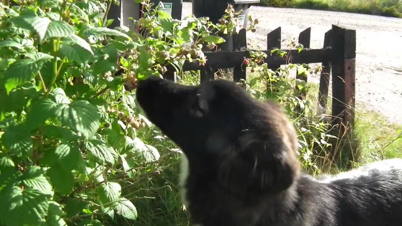 Puppy eating raspberries - YouTube
