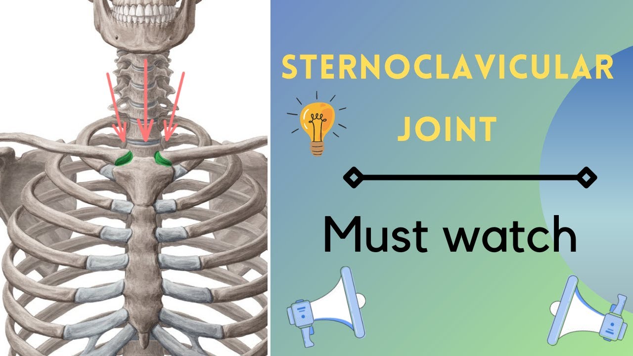 Sternoclavicular Joint Anatomy/Synovial joint/Ligaments/Types/Clinical ...