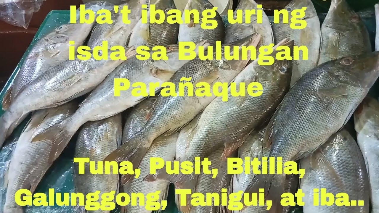 Iba't ibang isda sa Bulungan Parañaque - YouTube