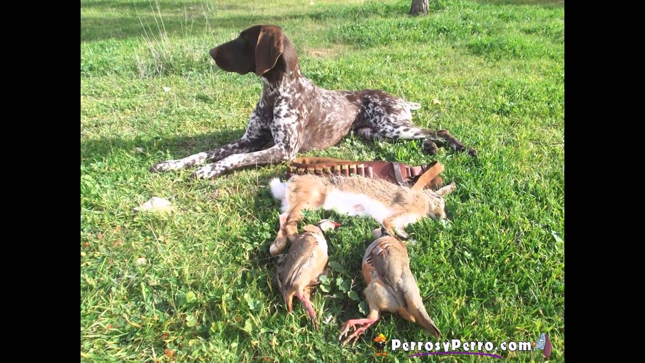 Braco Alemán, fotos, detalles y donde comprar o vender estos perros ...