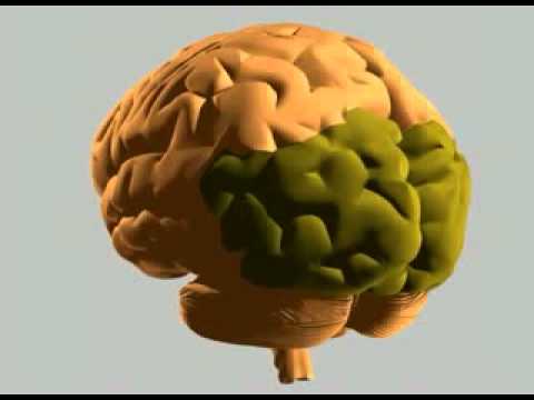 ΠΩΣ ΔΟΥΛΕΥΕΙ Ο ΕΓΚΕΦΑΛΟΣ - YouTube