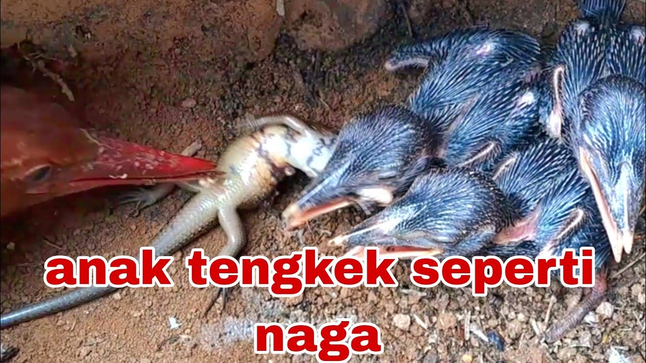 BURUNG TENGKEK MONSTER KADAL - YouTube