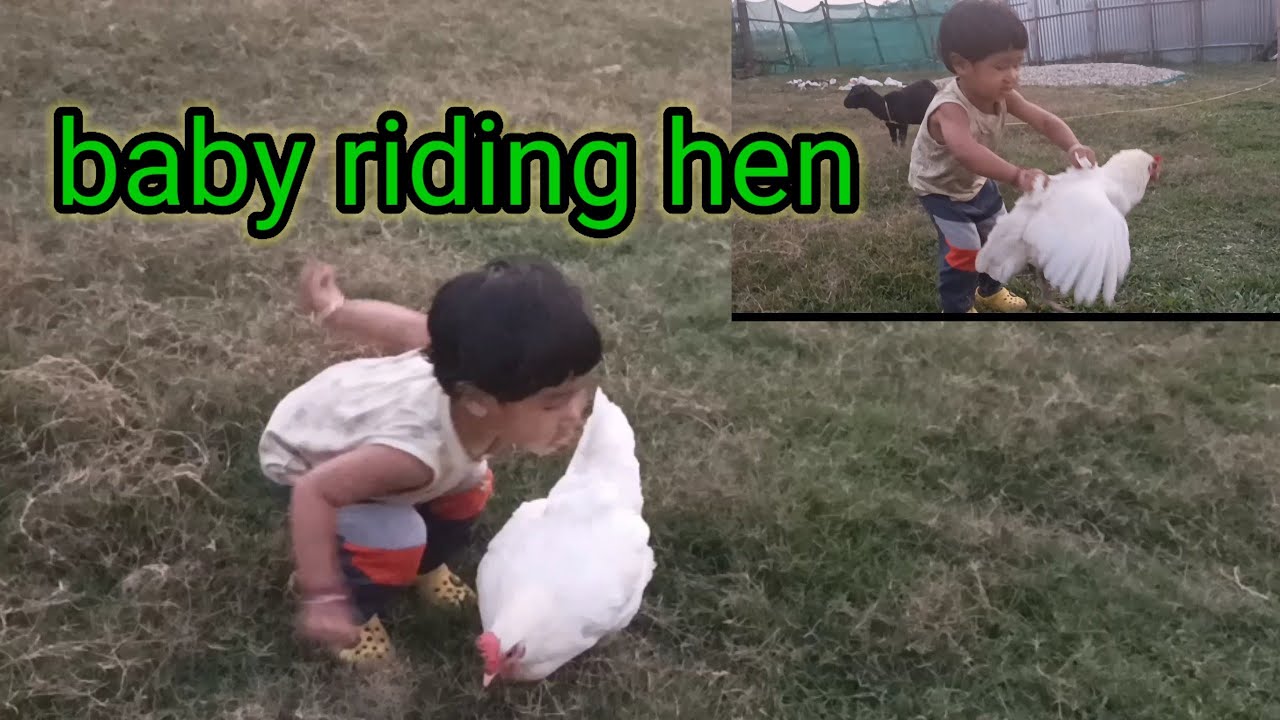 baby riding hen @geetariphivlogs - YouTube