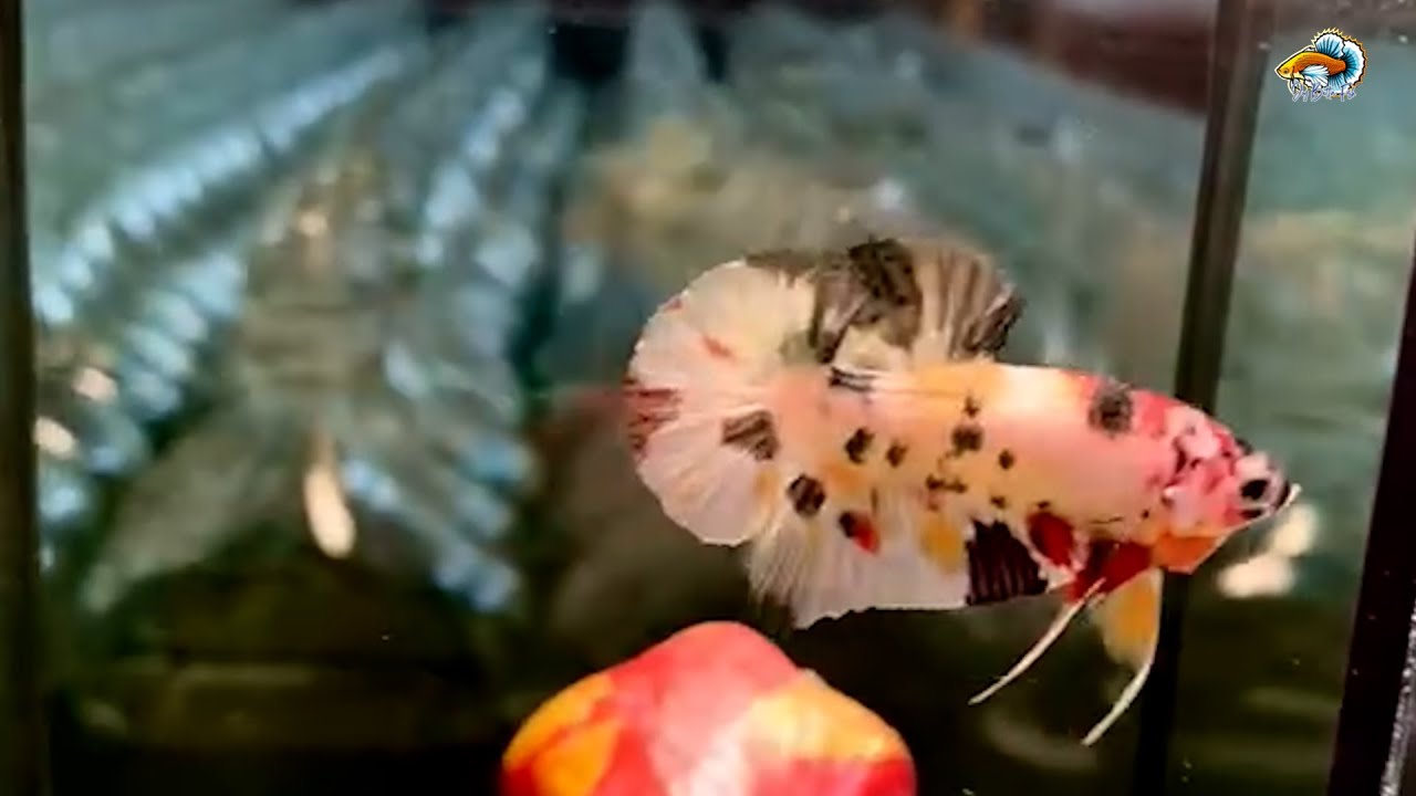 $$3 BETTA FISH | BETTA FISH MUSIC | KAMPFFISCH | ベタフィッシュ | 베타 피쉬 ...