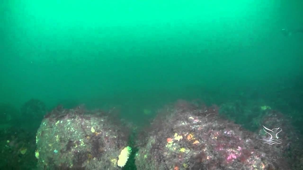 Dive Site: Jeffreys Ledge in Stellwagen Bank Sanctuary 2010 - YouTube