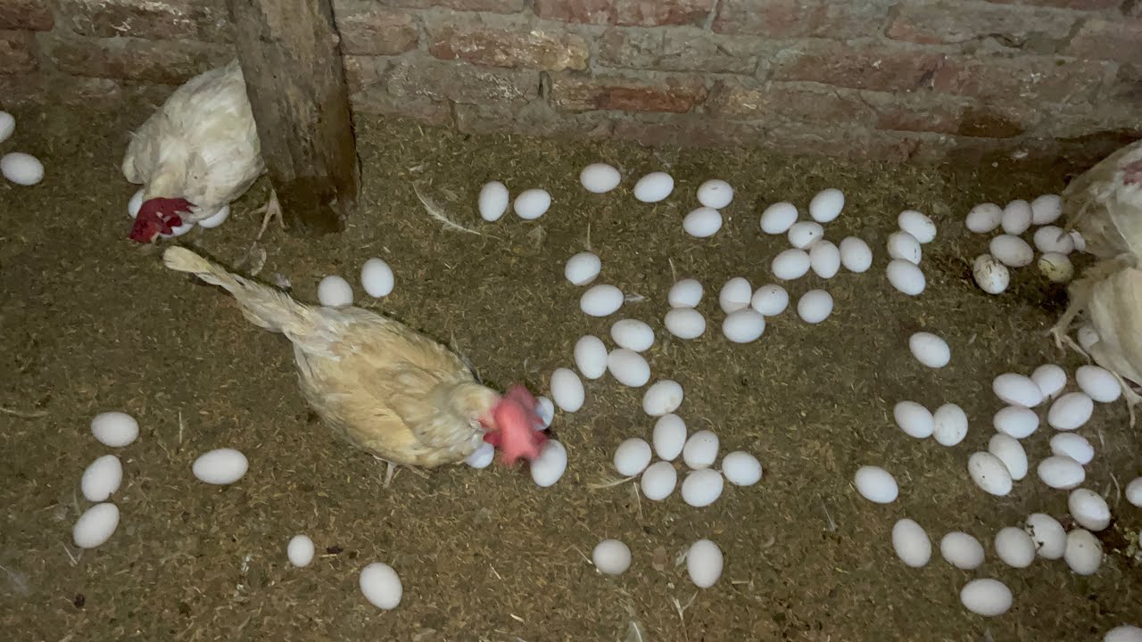 Hen Farming | Hen Farming Business | Hen Farm | Part 268 - YouTube