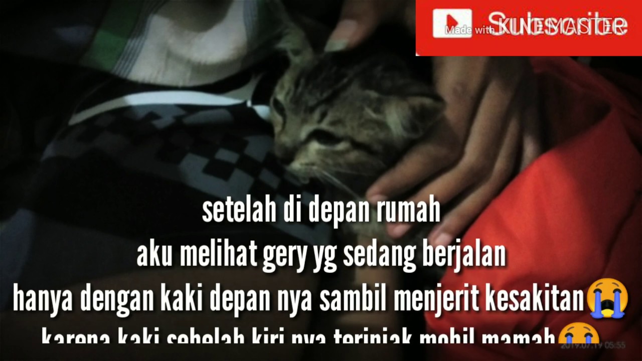KUCING KECILKU SAKIT DALAM DEKAPAN | SEDIHNYA MELIHAT GERY KUCING ...