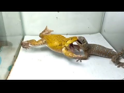 Bullfrog try power with gecko screaming frog - YouTube