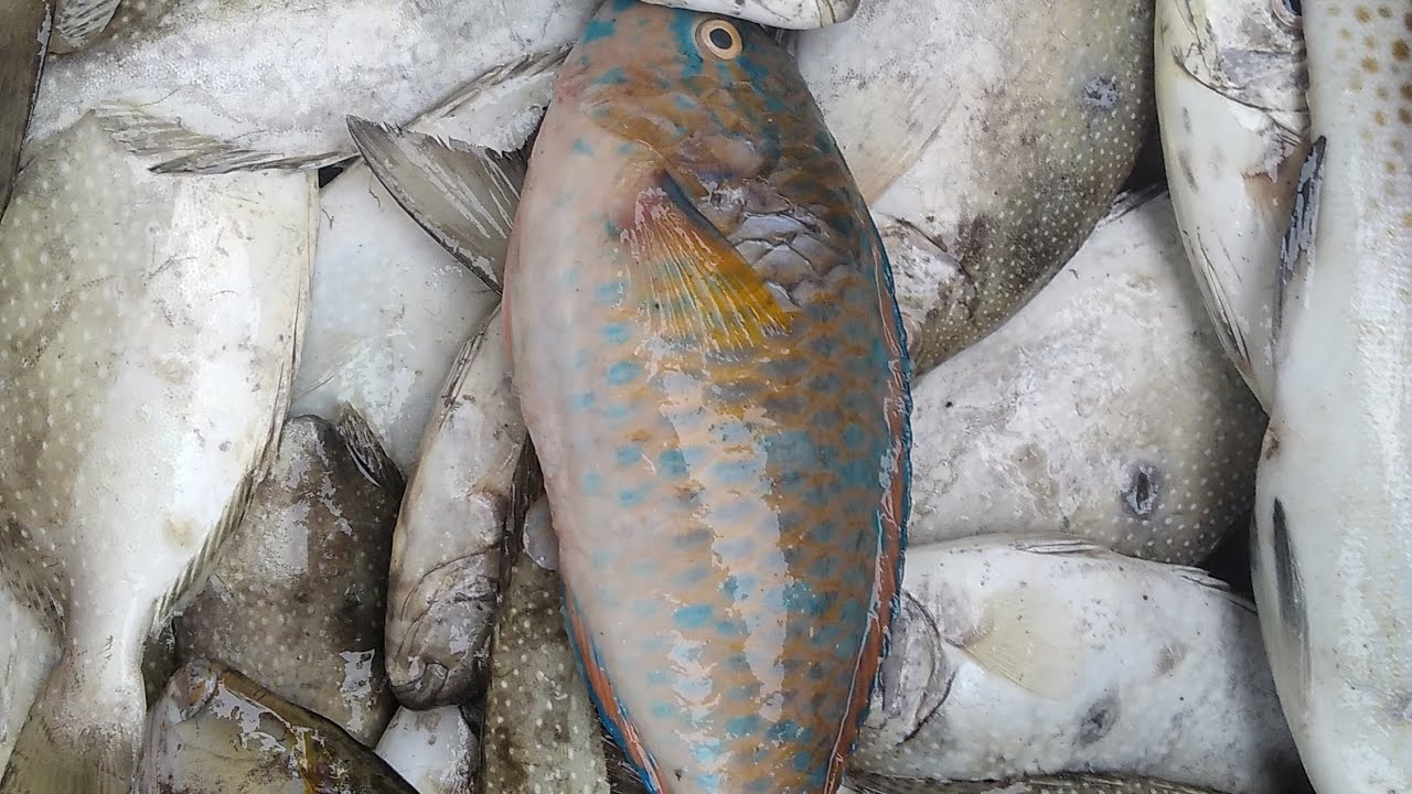 tutorial hasil spearfishing ikan Sadar/Manengseng. #mancing ,# ...