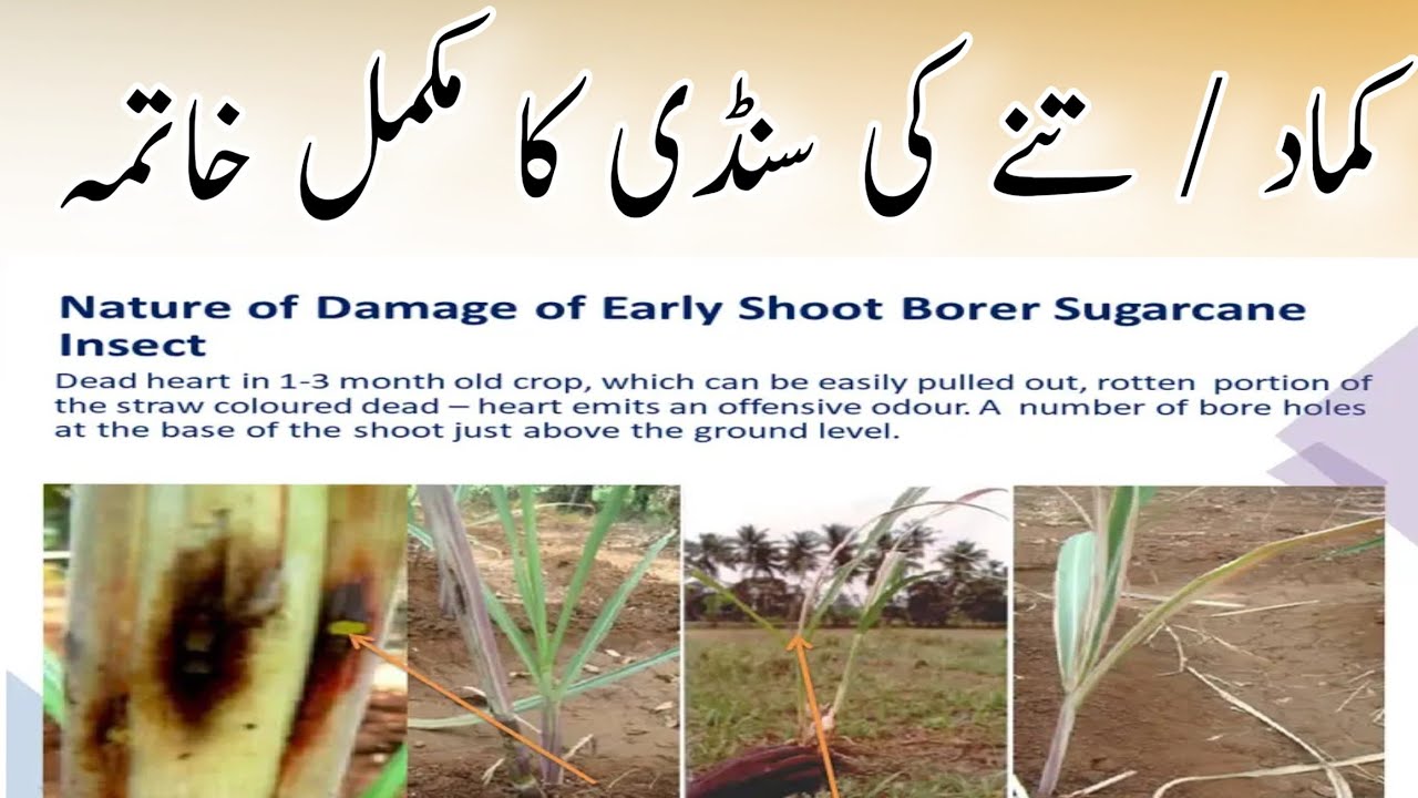 Early Shoot Borer Of Sugarcane And Its Control YouTube early-shoot-borer-of-sugarcane-and-its-control-youtube