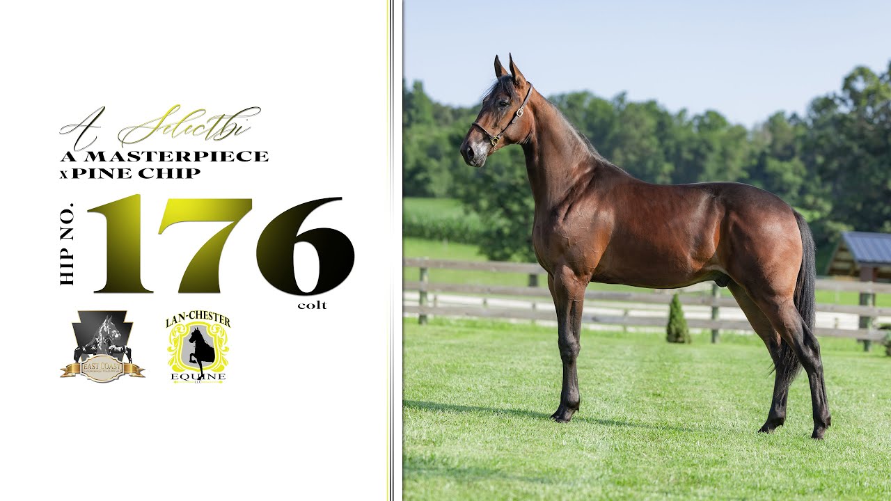 (A Selectbi) A Masterpiece x Pine Chip - Lot 176 - YouTube