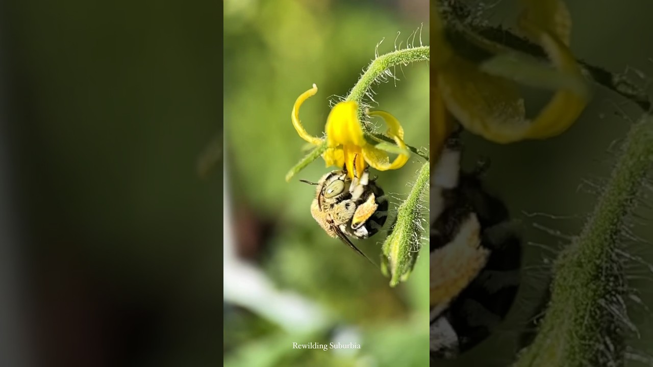 Blue banded bee pollinating tomato #bee #insects #wildlife #organicfood ...