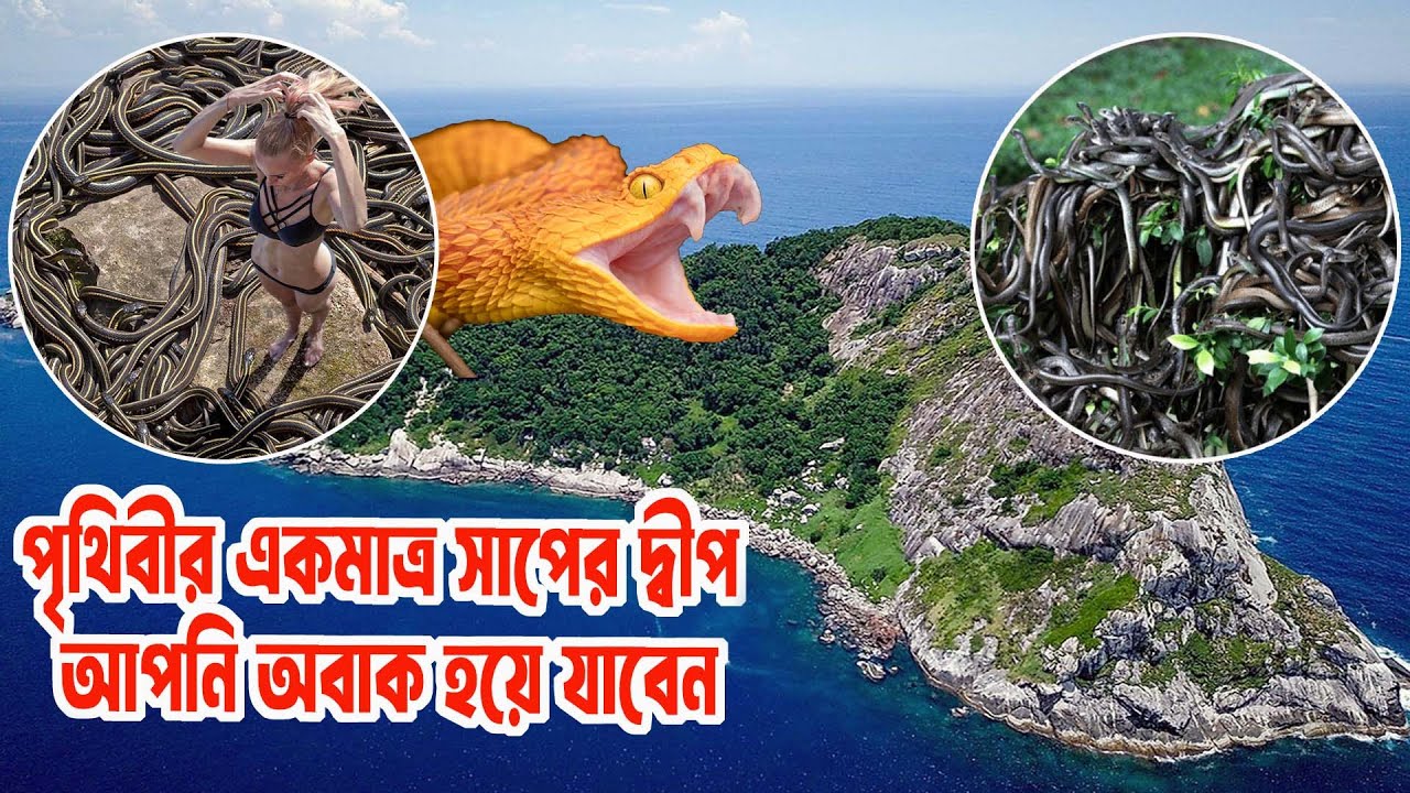 পৃথিবীর একমাত্র সাপের দ্বীপ, যেখানে শুধুই সাপের বসবাস | Snake Island in ...