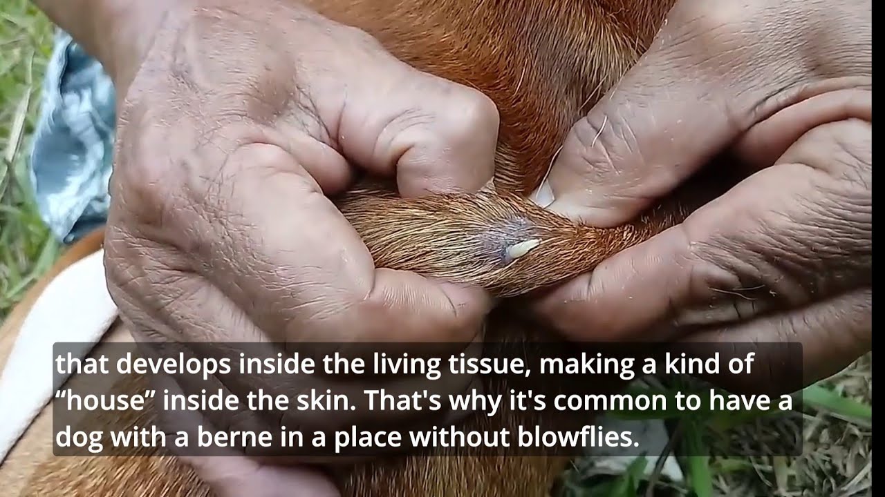 Entrou no cachorro | Dermatobia hominis, Dog Larva of the botfly - YouTube