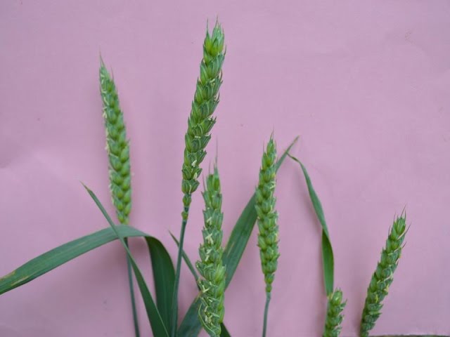 Centeno (Secale cereale) 【AL DETALLE】