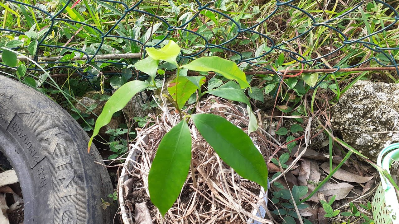 Growing Lychee Trees From Seeds. Repotted Lychee Plants - YouTube