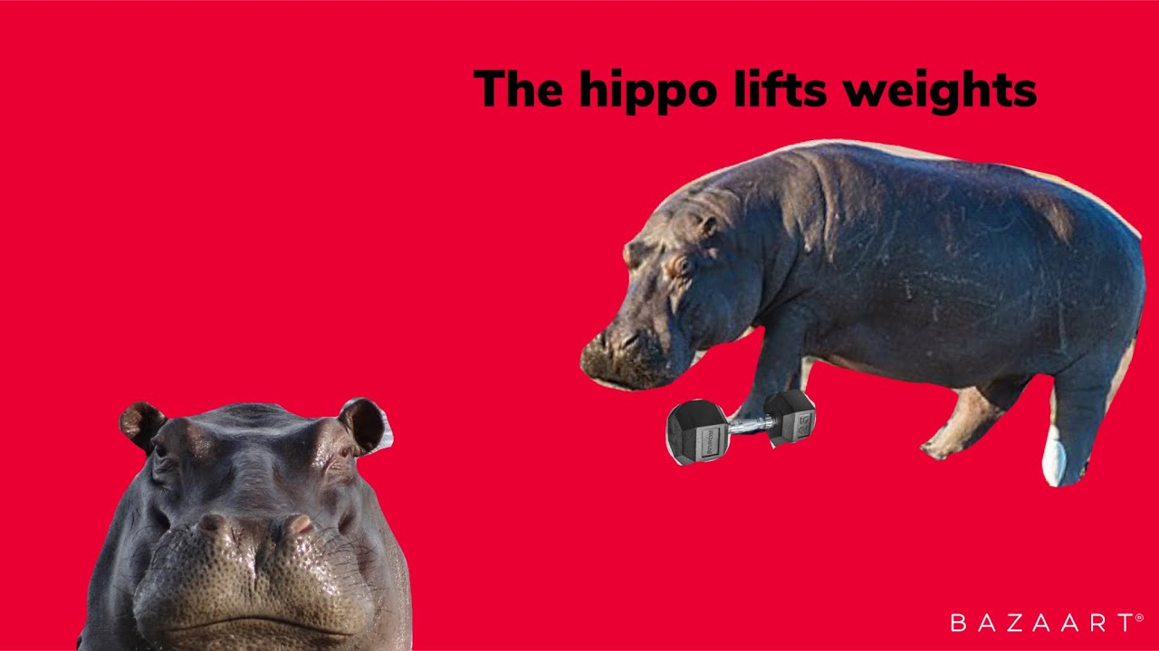 The hippo lifts weights - YouTube