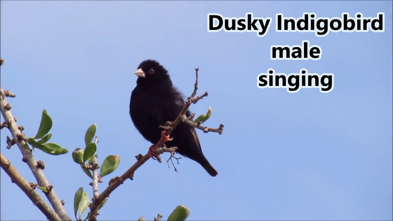 Dusky Indigobird singing - YouTube