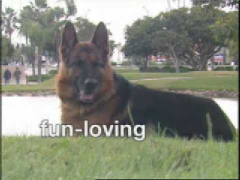 Dog Breed Video: The German Shepherd - YouTube