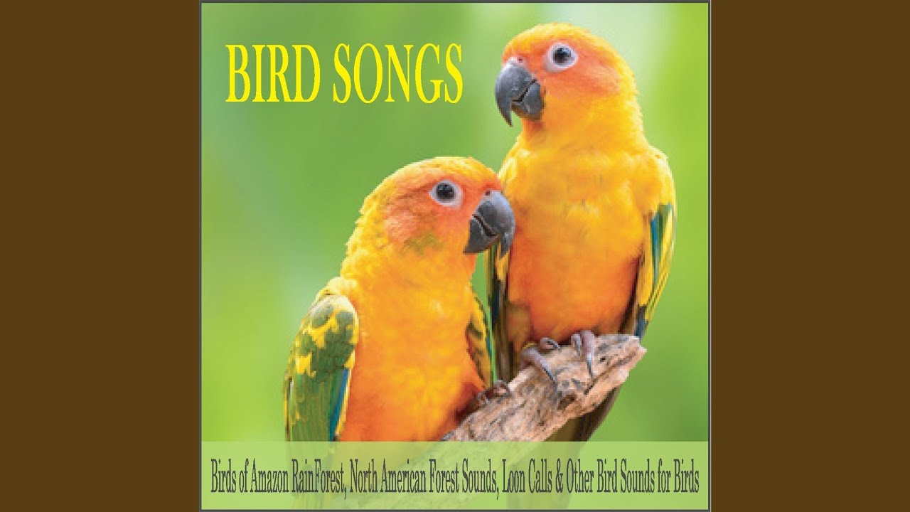 Loon Sounds On Placid Lake - YouTube Music