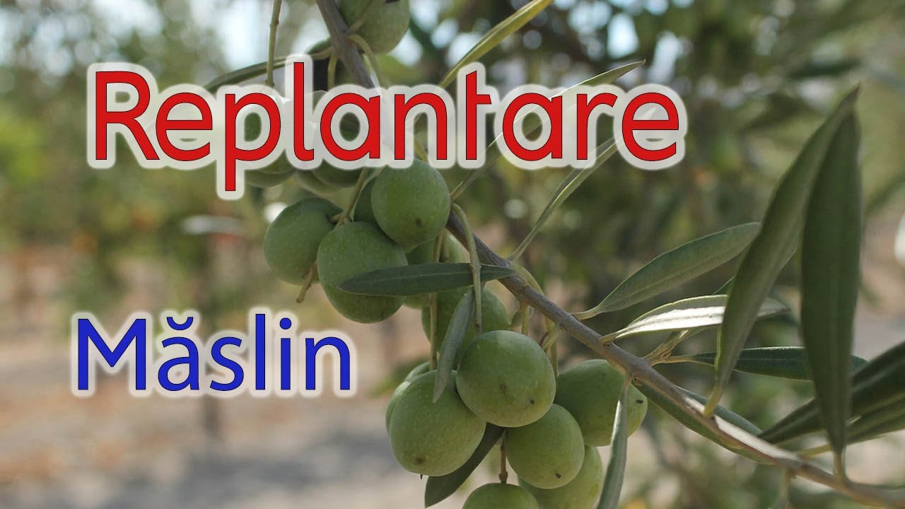 Maslin Bonsai | Replantare #5 - (ianuarie 2020) - YouTube