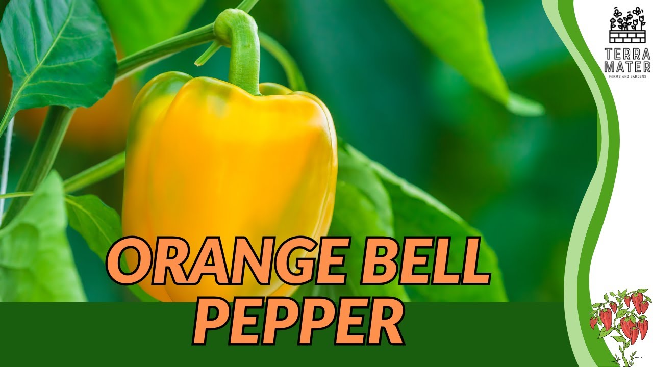Orange Bell Pepper (Capsicum annuum): Sweet, Colorful Peppers for ...
