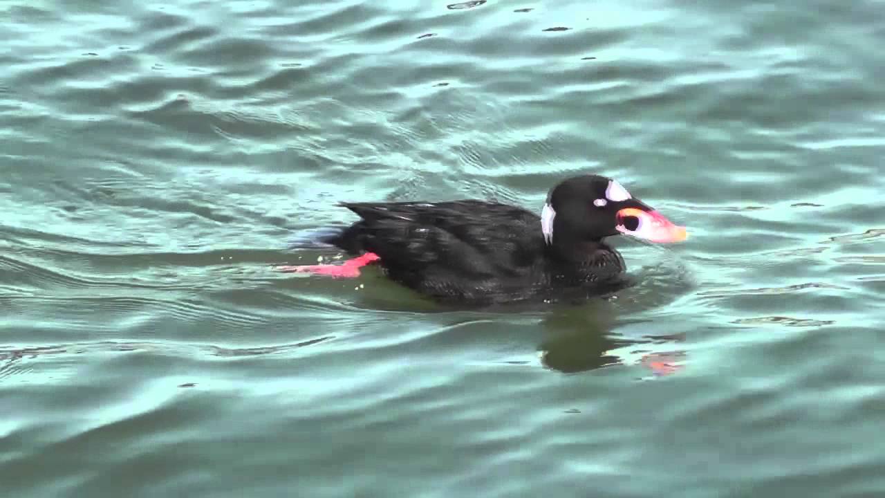 Black Duck with Orange Bill Swimming Mohr Productions - YouTube