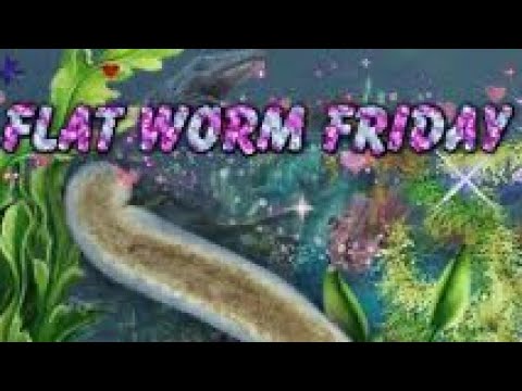Flatworm Friday (@JAXtheverliving idea from this guy) - YouTube
