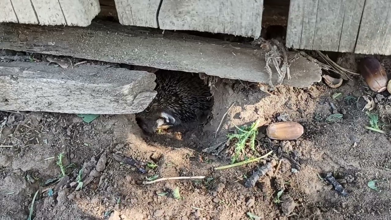 ЁЖИК В НОРЕ. HEDGEHOG🦔 IN A HOLE - YouTube