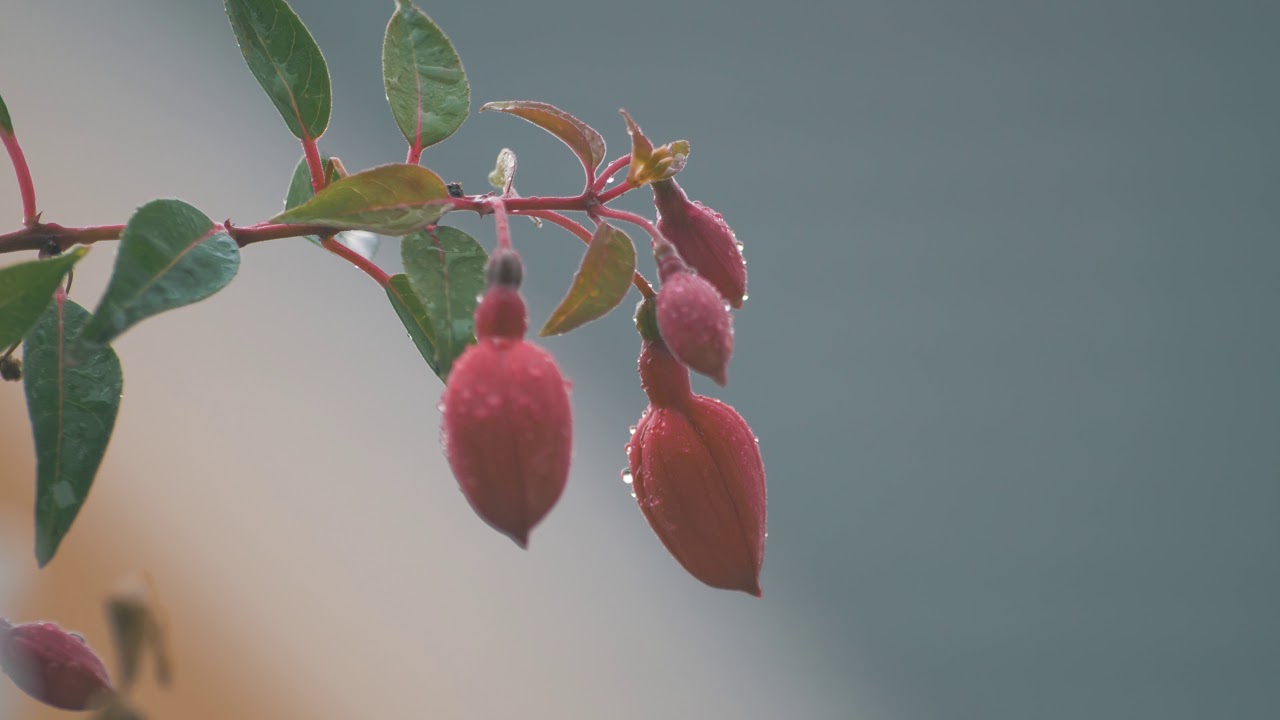 C4K 24FPS 150 MB 10 BIT TEST/GH5 - YouTube