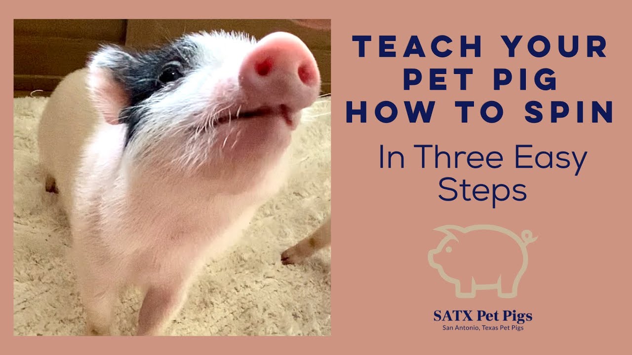 Teach Your Pet Pig How to Spin | Training - YouTube