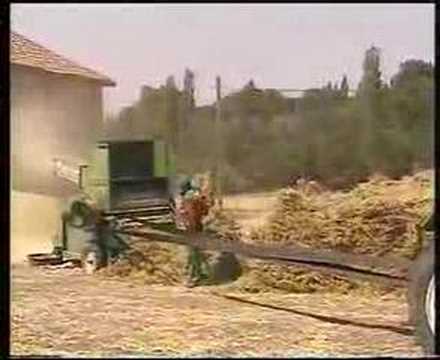 Dambasanda harman zamanı