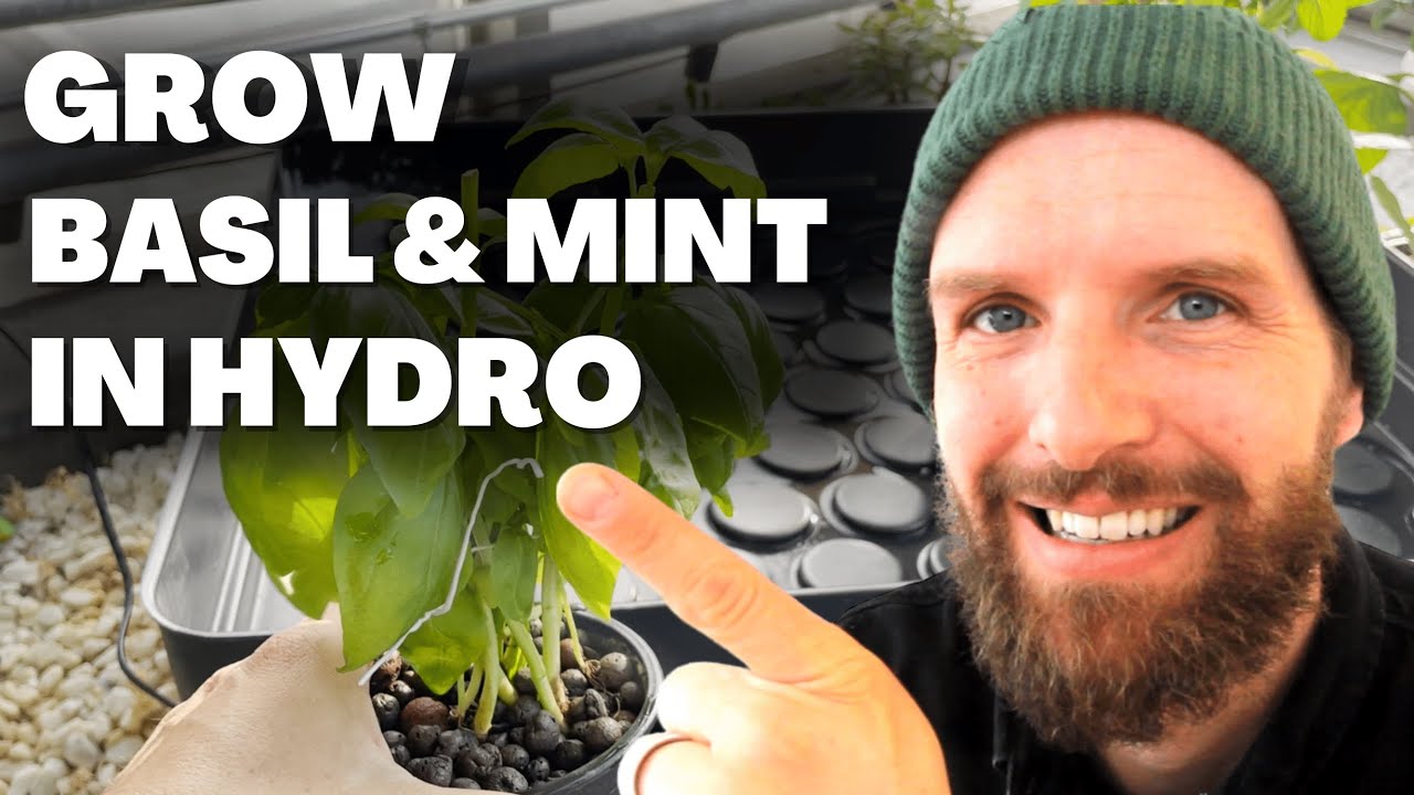 How I Grow Basil and Mint Hydroponically (Ebb&Flow System) - YouTube