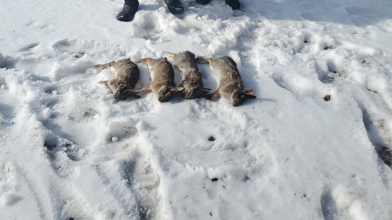 michigan youth rabbit hunt! thank you too every one hope you enjoy it ...
