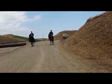 Siyəzən Şəhəri, Peqas, və Ceyran.