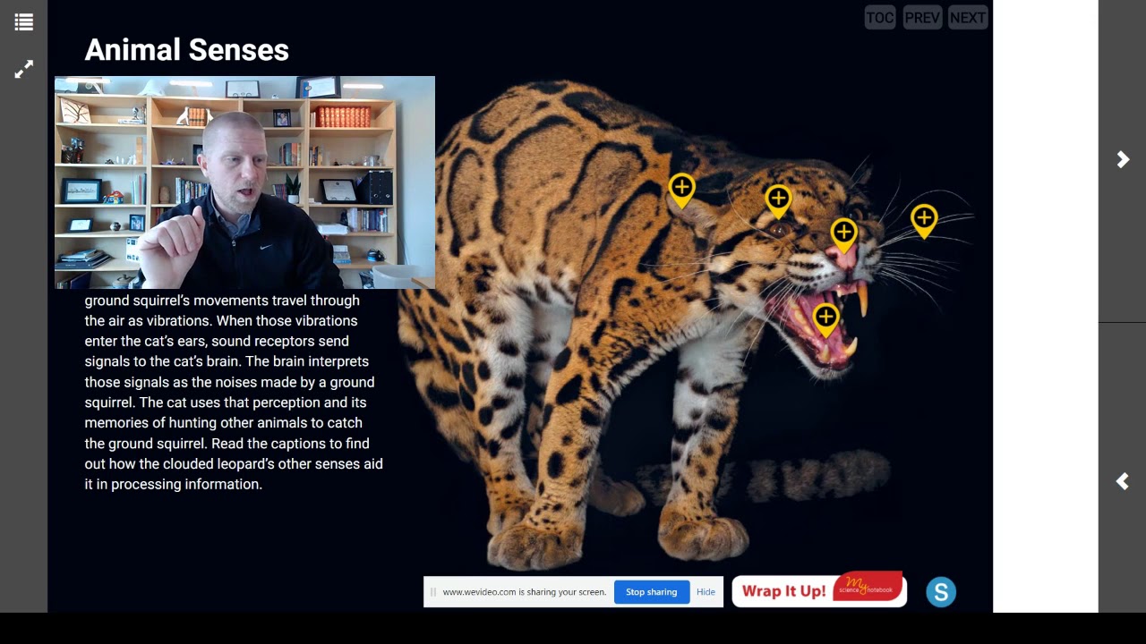 Animal Senses - YouTube