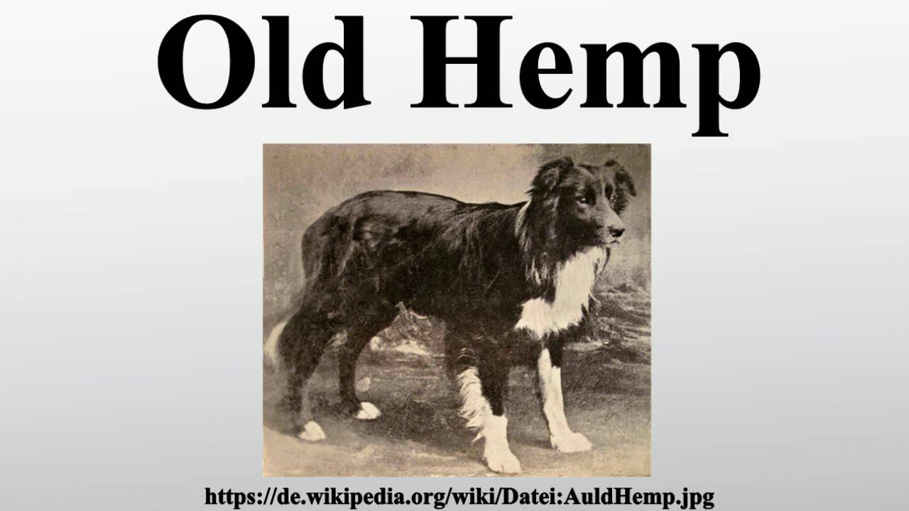 Old Hemp - Alchetron, The Free Social Encyclopedia