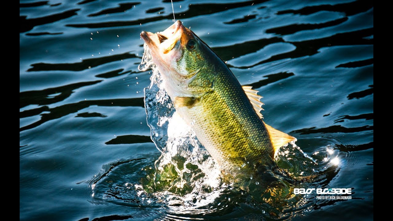 Salmon Run at Skagit River - 4K UHD Underwater Salmon Relax Video - YouTube