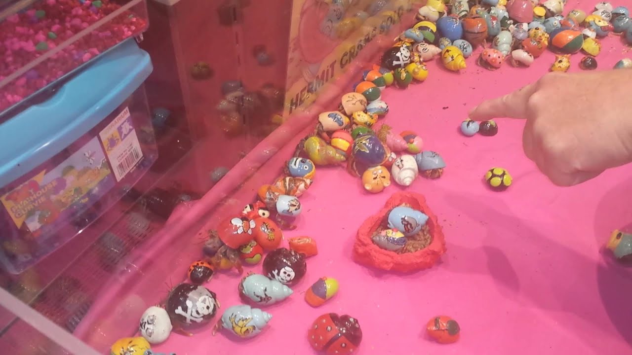 Hermit crabs at mall?? - YouTube