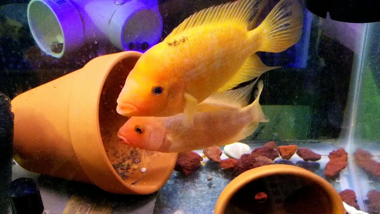 KING MIDAS WITH WIGGLERS - YouTube