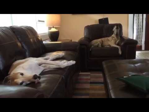 Greyhounds Rooing - YouTube