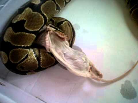 royal python feeding , great strike - YouTube