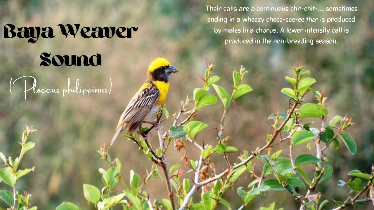 Baya Weaver Sound - Baya Weaver Calls - Baya Weaver Noise - Baya Weaver ...