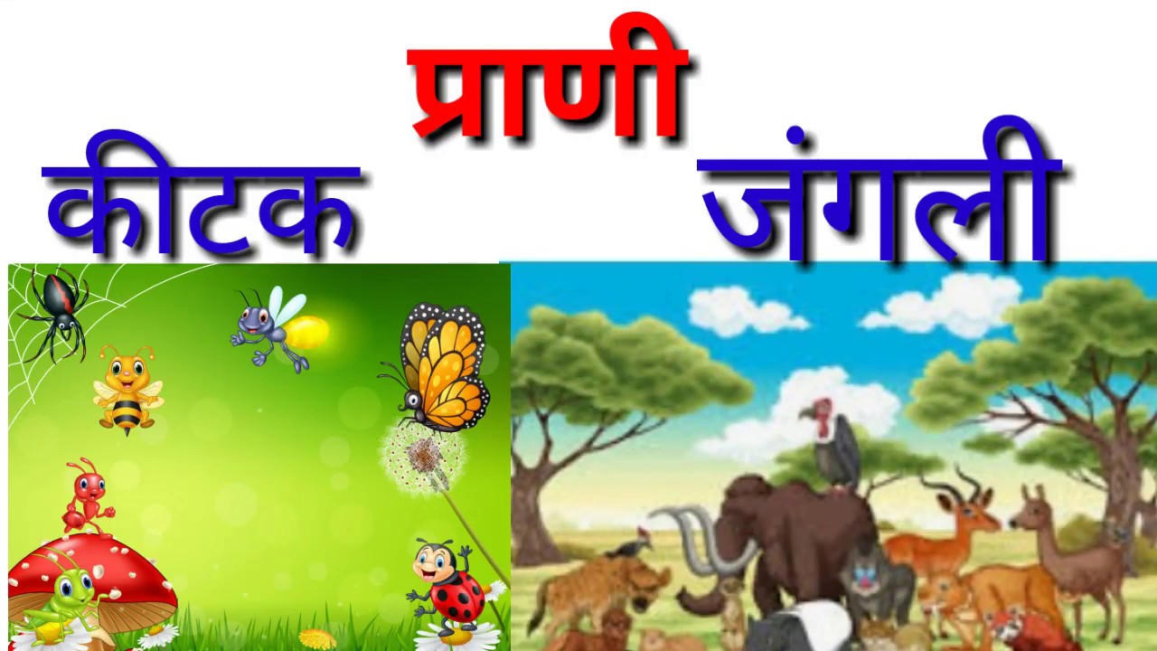प्राणी |all animals |सर्व प्रकारचे प्राणी |प्राण्यांची नावे |names of ...