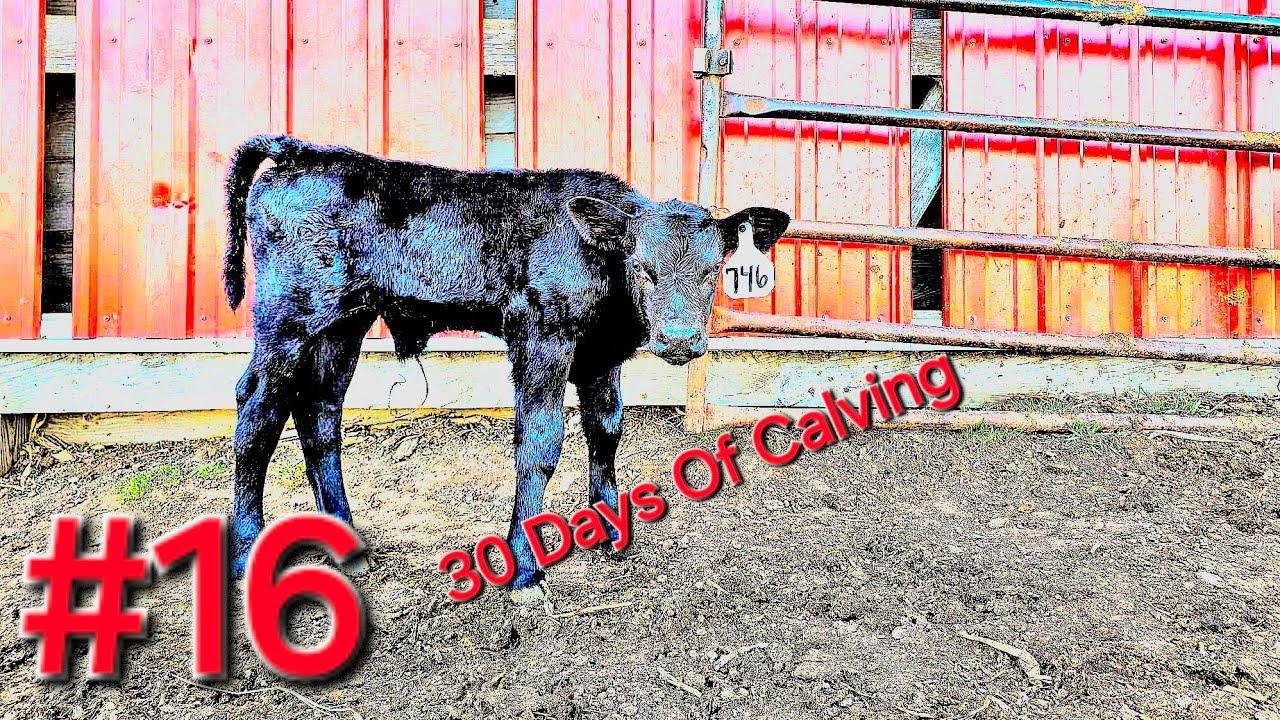 I Don't Even Know IF It's Worth Making These! (30 Days Of Calving ...